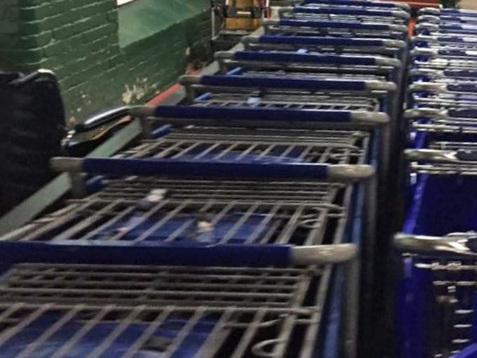 Blue shopping carts lined up like chariots of discovery, ready to be filled with treasures that tell stories of decades past.