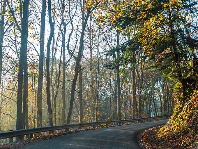 Sunlight filters through bare branches, creating nature's own spotlight on this secluded stretch. The guardrail seems almost apologetic for intruding.