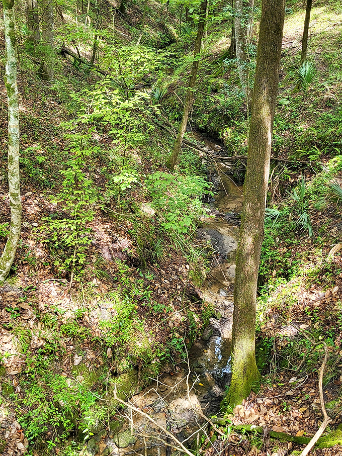One of the small streams that trickle down the limestone walls, beginning a journey that will eventually connect to Florida's vast underground aquifer.