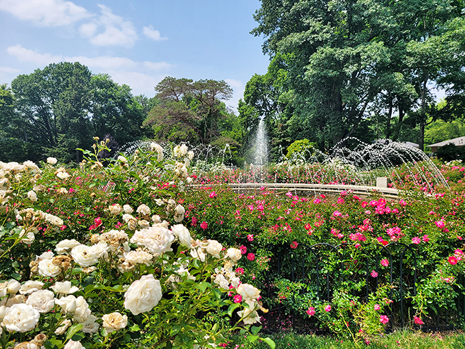 Nature's color palette on full display&mdash;white roses whispering to pink ones while the red varieties shout for attention.