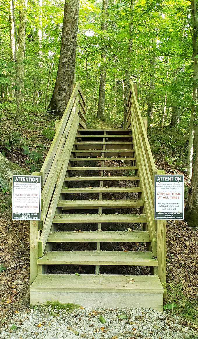 Stairway to heaven? Not quite, but close enough for nature lovers. These wooden steps invite you deeper into the preserve's secrets, with clear instructions to stay on trail.