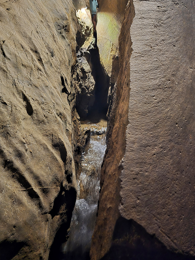 Life finds a way, even in the darkness. This resilient plant adds a touch of green to the underground stone landscape.