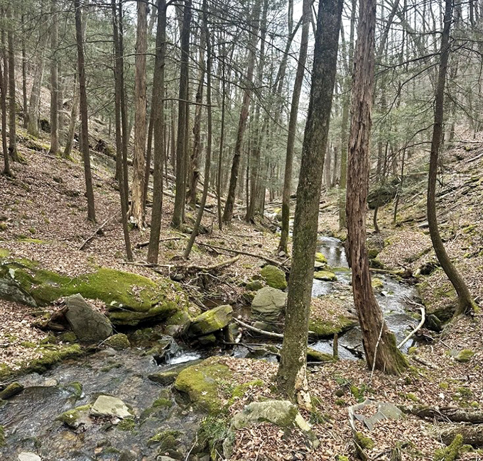 Jacoby Run meanders through the forest floor, writing its ancient story in ripples and murmurs as it has for thousands of years.