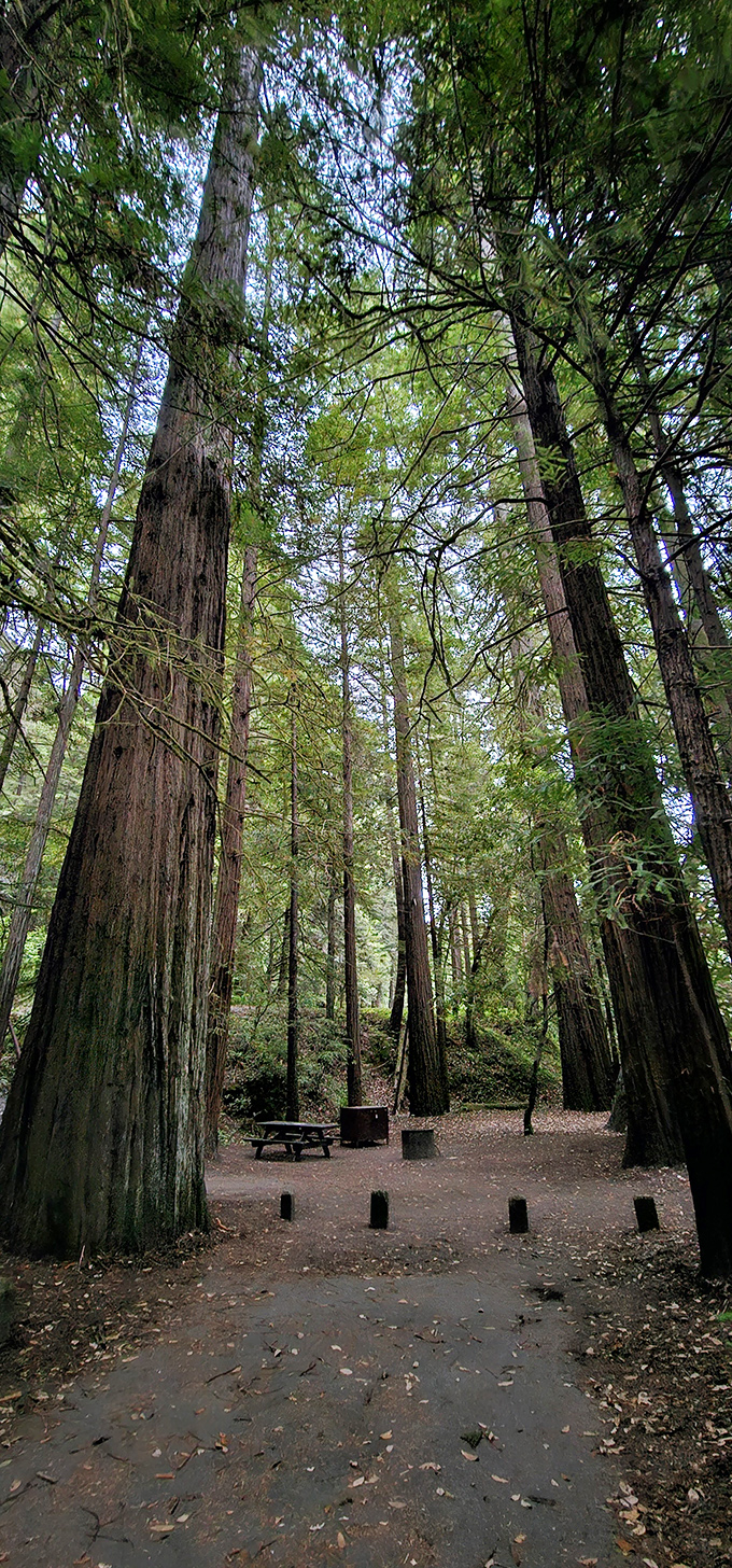 Looking up here redefines perspective. These silent sentinels have witnessed centuries pass while we humans scurry about worrying about our phone batteries.