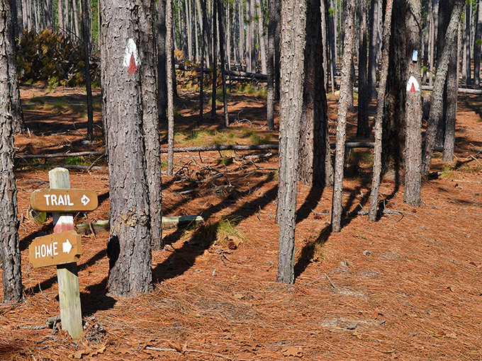 Trail markers: saving hikers from becoming permanent park residents since the 1930s. Choose your own adventure, minus the page-flipping.