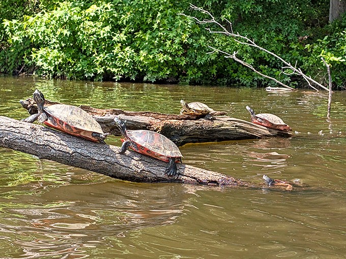 Turtle sunbathing club in session. These prehistoric-looking creatures have perfected the art of relaxation over millions of years.