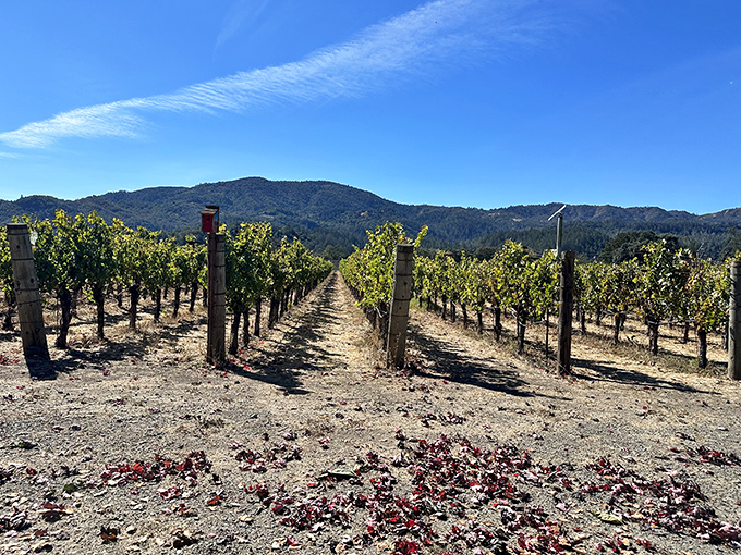 Rows of vines standing at attention like nature's honor guard, saluting visitors to California's cathedral of viticulture.