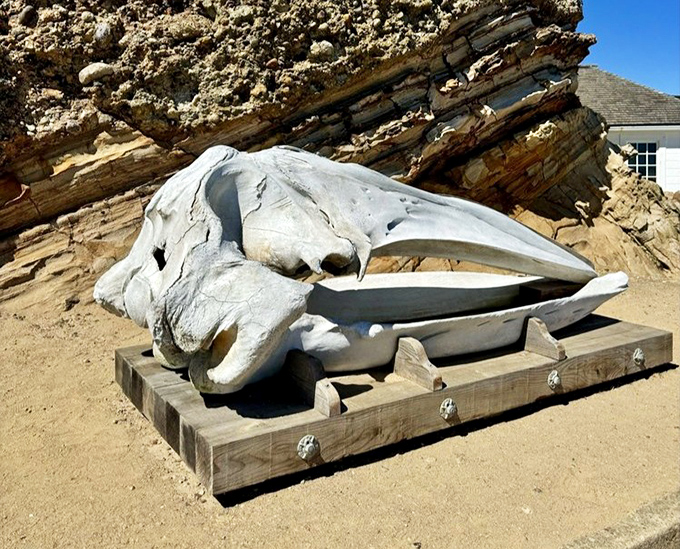 Not your average beach souvenir! This whale skull serves as a humbling reminder of the magnificent creatures that pass by these shores.