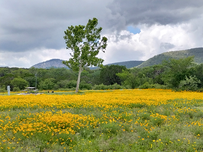 Nature's confetti! Spring wildflowers carpet the meadows in gold, proving Texas knows how to throw a seasonal celebration.