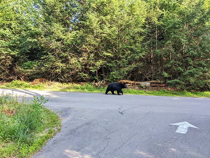A black bear crosses the road with casual confidence &ndash; the true landlord of these woods making his neighborhood rounds.