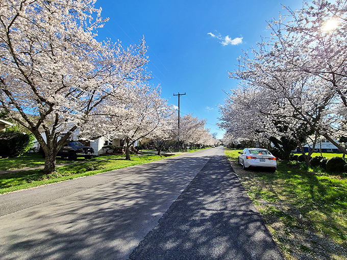 Buchanan's cherry blossoms create a springtime tunnel that would make even the busiest person stop and smile.