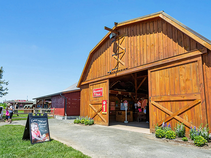 This classic barn embodies rural America's enduring spirit, built strong and painted barn-red with pride.
