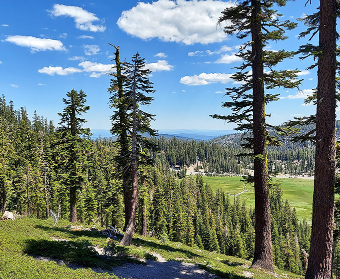 Forest paths lead to discoveries that turn ordinary walks into adventures worthy of childhood memory books.