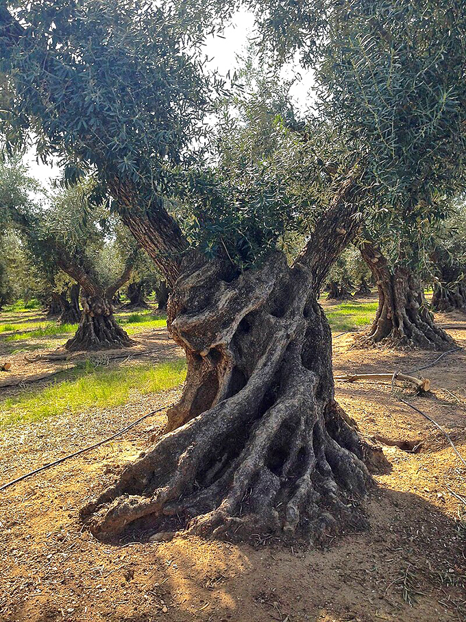 These ancient olive trees have more stories than your grandfather and twice the character. 