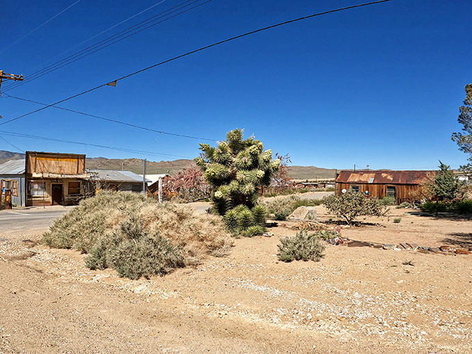 Desert wildflowers and Joshua trees create natural landscaping that costs absolutely nothing but looks priceless.