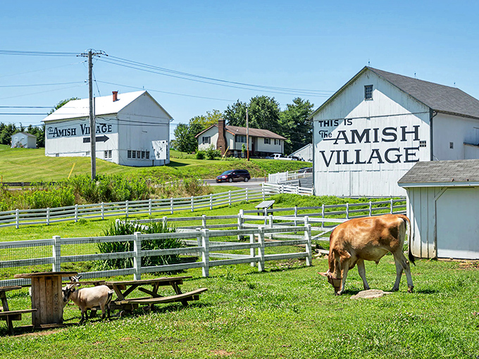 This Amish village showcases traditional life, where cows graze peacefully behind pristine white fences.