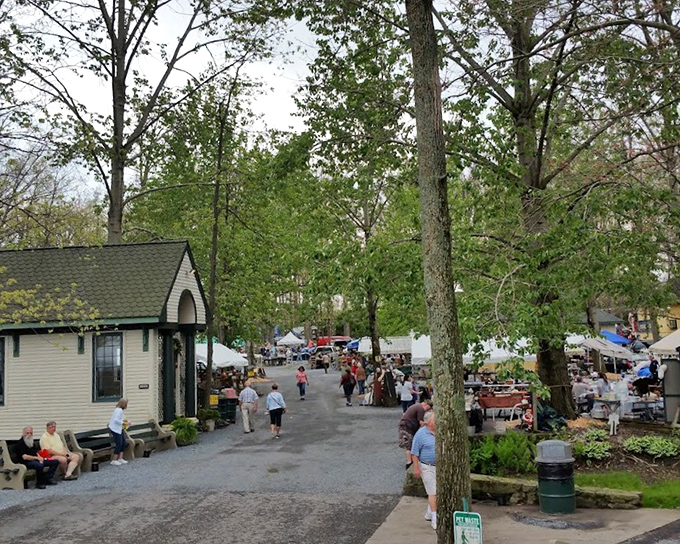 Tree-lined paths at Shupp's Grove lead visitors through an outdoor vintage market where every turn reveals new possibilities.
