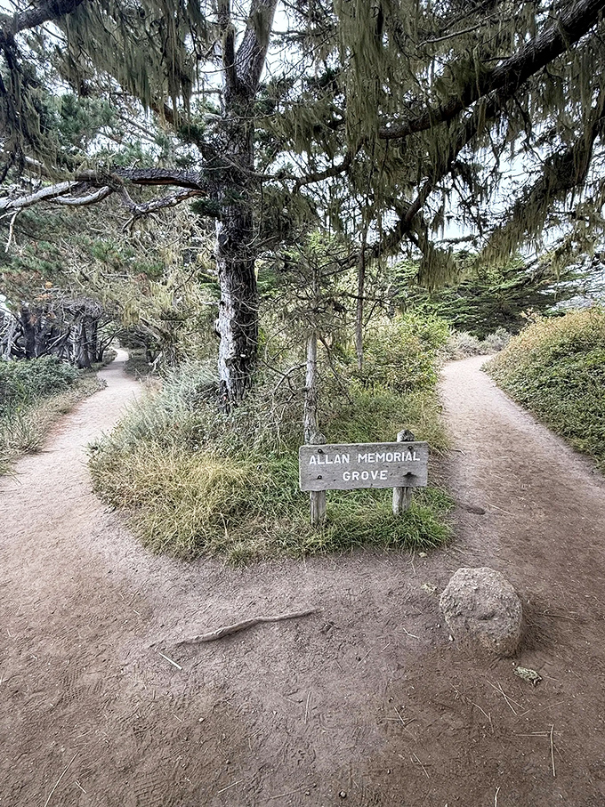 The trail splits at Allan Memorial Grove, offering a choose-your-own-adventure moment. Both paths promise encounters with ancient trees that have seen it all.