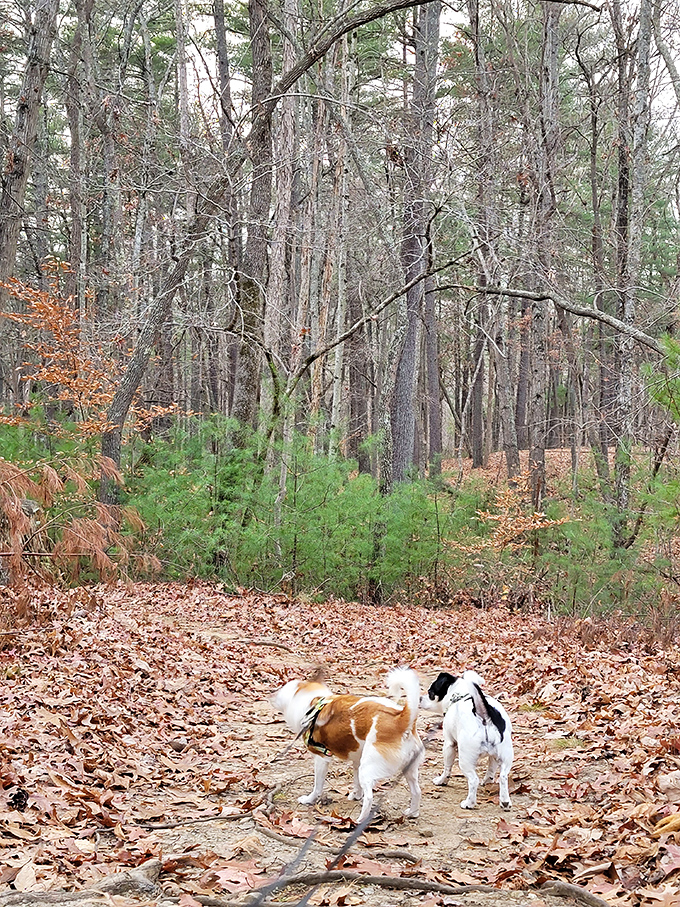 Even the dogs know the best hiking trails. Follow their lead and discover autumn's golden carpet through the woods.