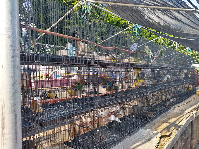 Feathered entrepreneurs await new homes behind wire barriers. These birds don't tweet&mdash;they chirp, squawk, and occasionally offer shopping commentary.