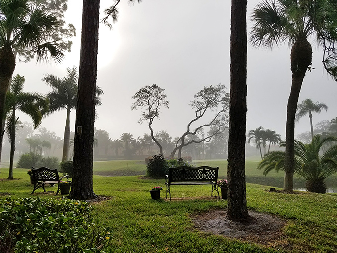 Morning mist transforms ordinary benches into front-row seats for nature's daily performance. No tickets required, just patience.