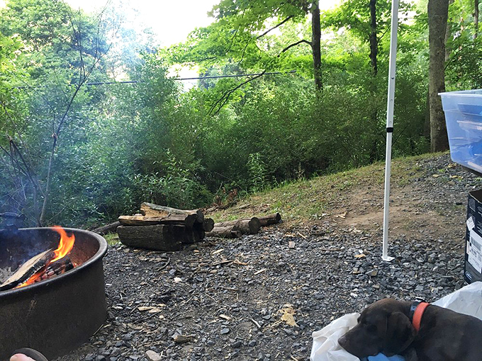 Campfire therapy: nature's original streaming service. That crackling sound beats any playlist, and the dog clearly agrees. 