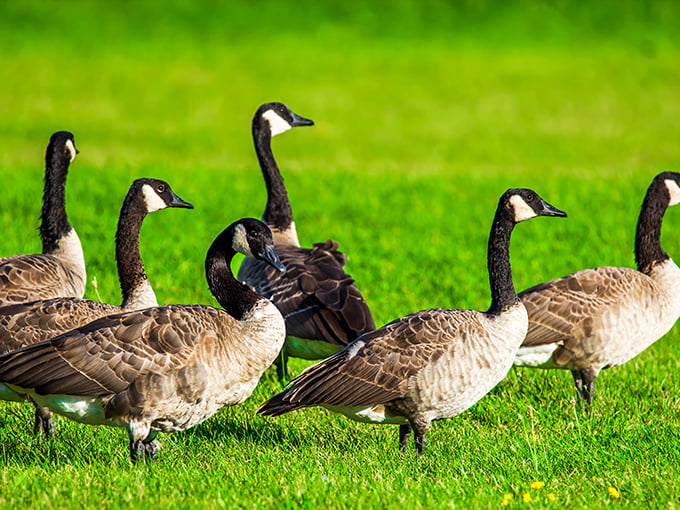 Canada geese on patrol&mdash;nature's lawn mowers with attitude, demonstrating their perfect formation and complete ownership of every inch of grass.