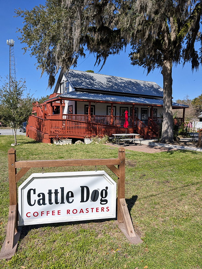 Cattle Dog Coffee Roasters proves retirement doesn't mean sacrificing good coffee – this charming house-turned-café offers morning salvation under Spanish moss.