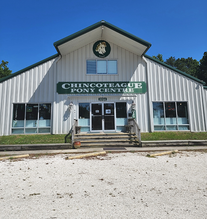 The Chincoteague Pony Centre celebrates the island's most famous residents, offering visitors a chance to connect with the legendary wild horses year-round.