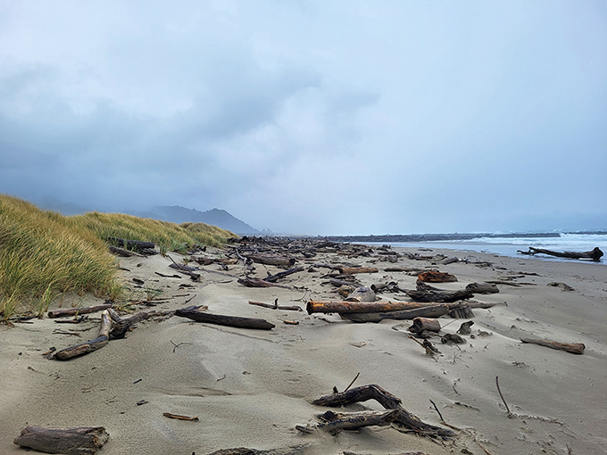 Driftwood sculptures arranged by the Pacific's artistic hand. Nature's gallery is always open, and admission is wonderfully free.