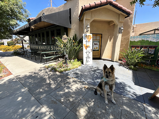 The Exeter Whistle Stop offers a dog-friendly patio where four-legged friends are as welcome as their human companions.