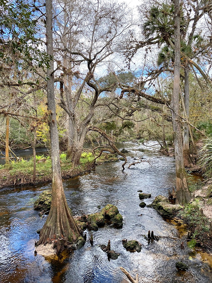 The river rapids create nature's own spa soundtrack as cypress knees rise from the water like ancient guardians of the flow.