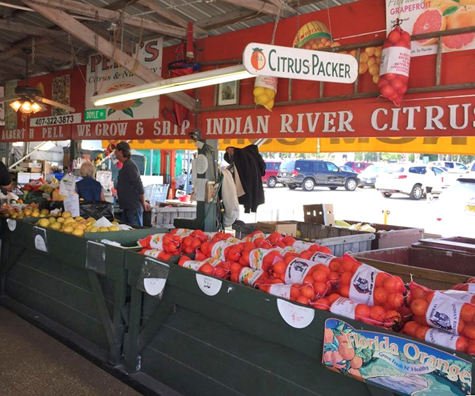 Florida's citrus bounty on full display &ndash; oranges and grapefruits so fresh you can practically smell the sunshine they soaked up yesterday.