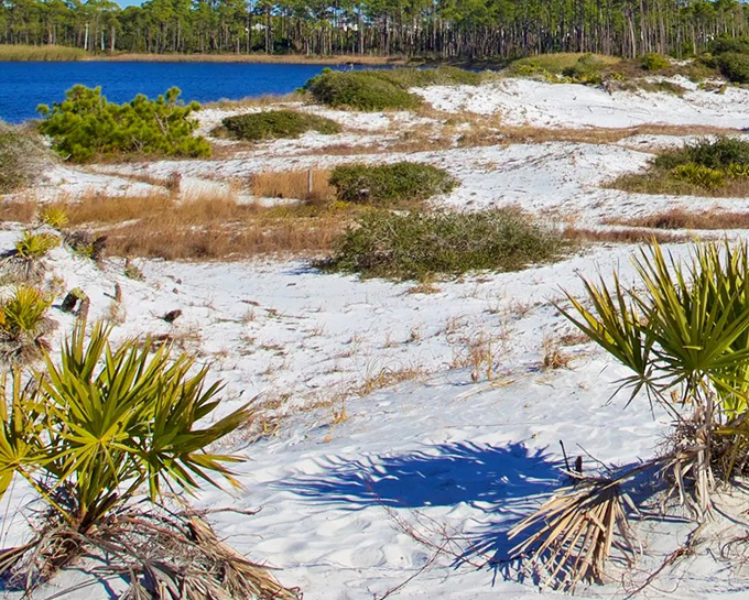 Grayton Beach State Park, where the dunes rise like ancient guardians protecting Florida's last untouched coastline.