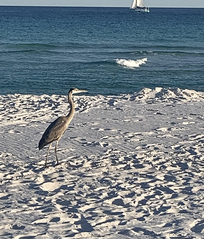 A great blue heron patrols the shoreline while a sailboat glides by&mdash;nature's version of perfect timing deserves more than just a casual snapshot.