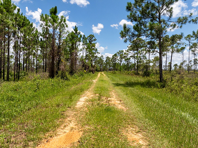 Nature trails at Highlands Hammock State Park offer the perfect balance of wilderness adventure without requiring you to channel your inner Bear Grylls.