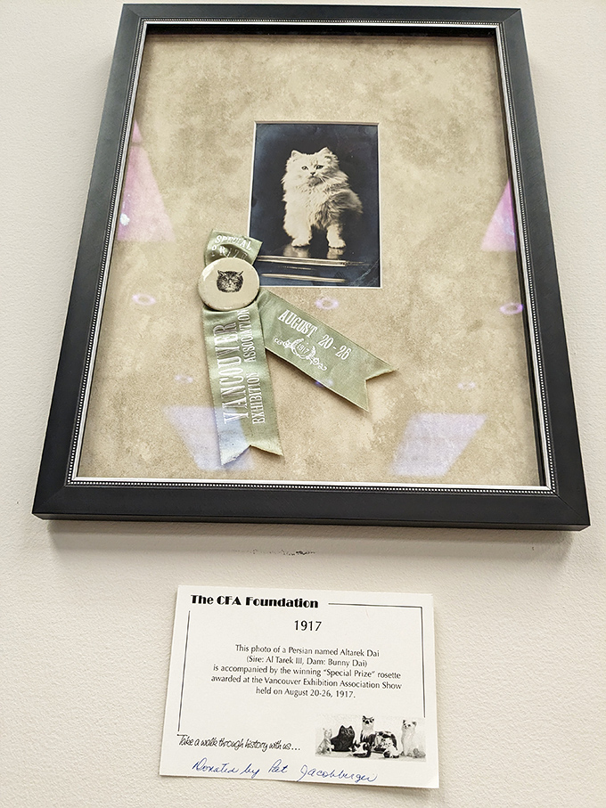 This framed champion from 1917 reminds us that cat competitions have been serious business for over a century.