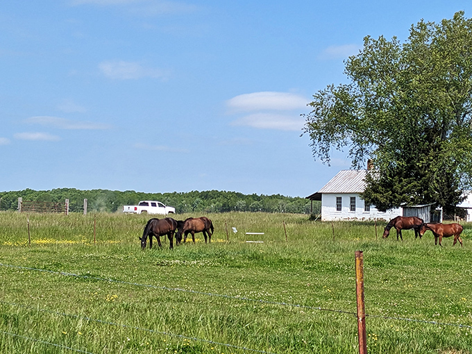 Where horses graze peacefully beside a whitewashed Amish home. No lawn mowers needed when your landscapers have four legs and impressive manes.
