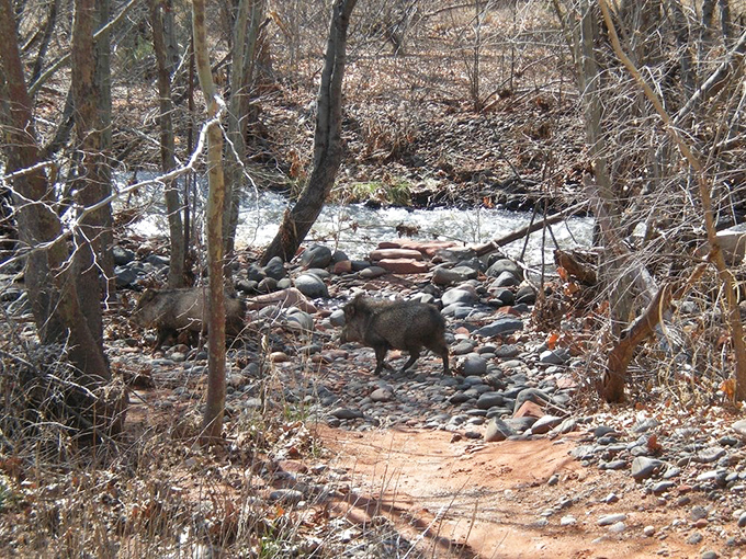 A javelina crosses the trail, reminding visitors they're guests in this wild desert neighborhood.