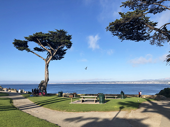 Lovers Point Park's iconic cypress stands like nature's own sculpture, photobombing family pictures for generations.