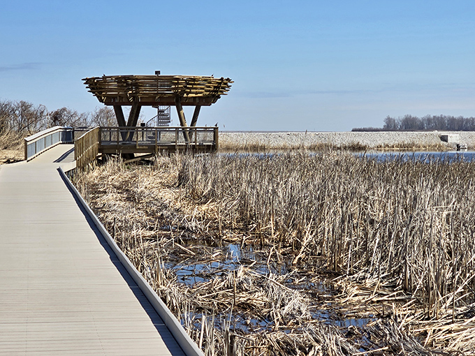 The boardwalk observation tower rises above cattails and reeds, offering bird's-eye views of wetlands teeming with hidden life.