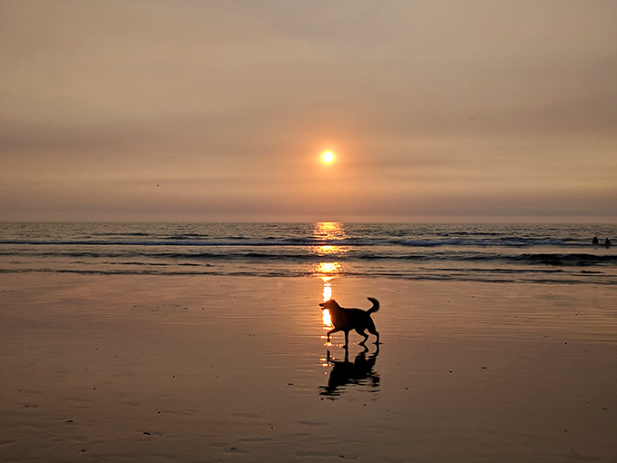 Dogs living their best beach life at sunset &ndash; if reincarnation exists, I want to come back as a Cayucos canine.