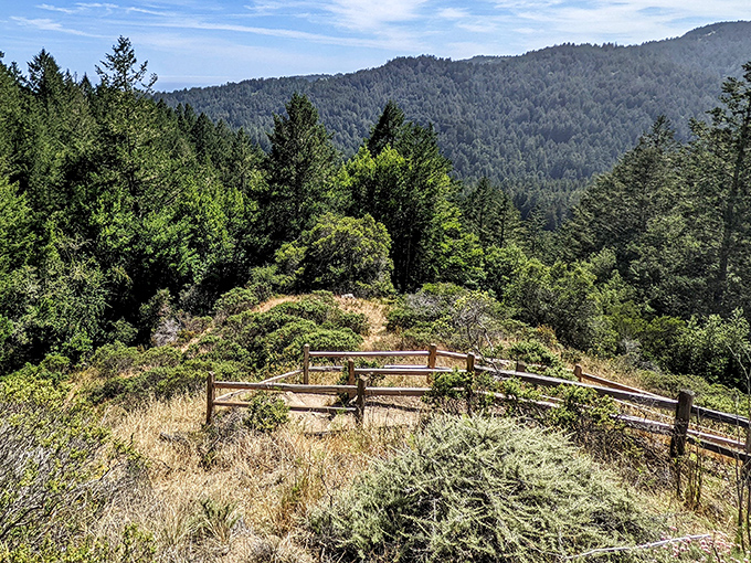 A rustic wooden fence frames the view of endless forest&mdash;nature's version of "look but don't touch" for the steep drop beyond.