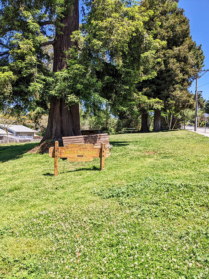 Noble Gulch Park offers a tranquil respite beneath towering redwoods, where a simple bench invites contemplation of nature's skyscrapers.
