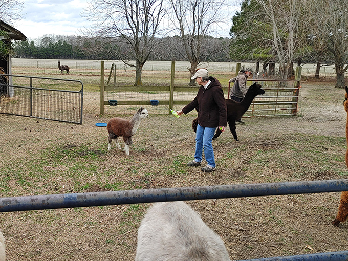 Ocean Breeze Alpacas offers close encounters with these curious, gentle creatures. Who knew Maryland was hiding such adorable farm experiences just minutes from town?