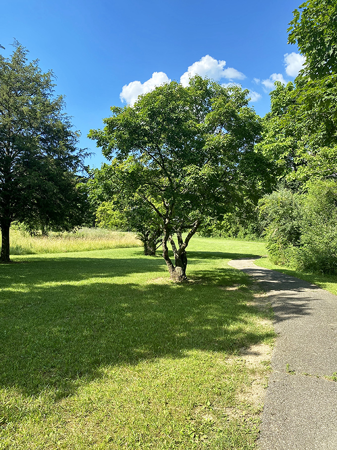 Dappled sunlight plays hide-and-seek along this path where trees seem to be whispering secrets older than Ohio itself.