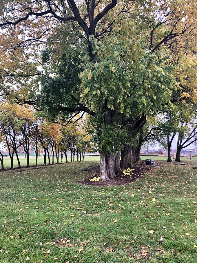 The historic Osage orange trees frame the installation, their gnarled trunks telling stories of farmland past while concrete corn stands watch.