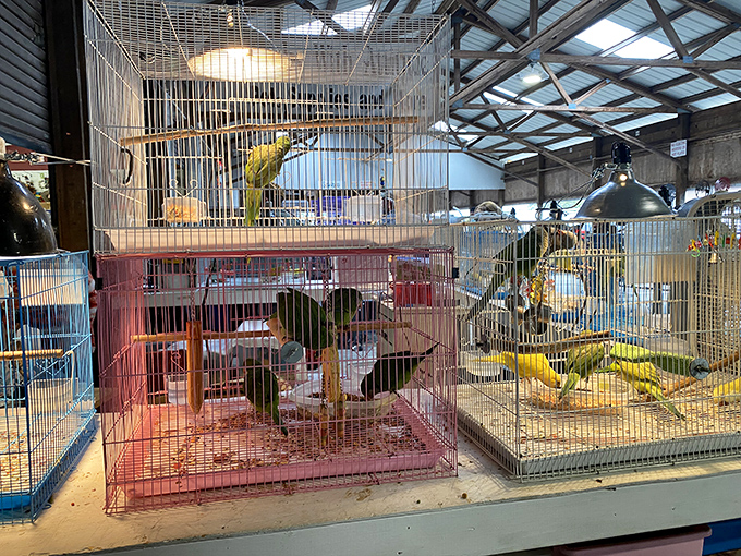 Feathered friends in colorful cages remind us that even at a flea market, life finds a way to add unexpected bursts of personality and song.