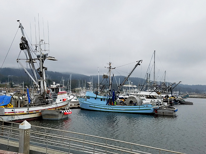 Pillar Point Harbor's fishing fleet stands ready for action, where working boats bring tomorrow's seafood feast directly to your table.