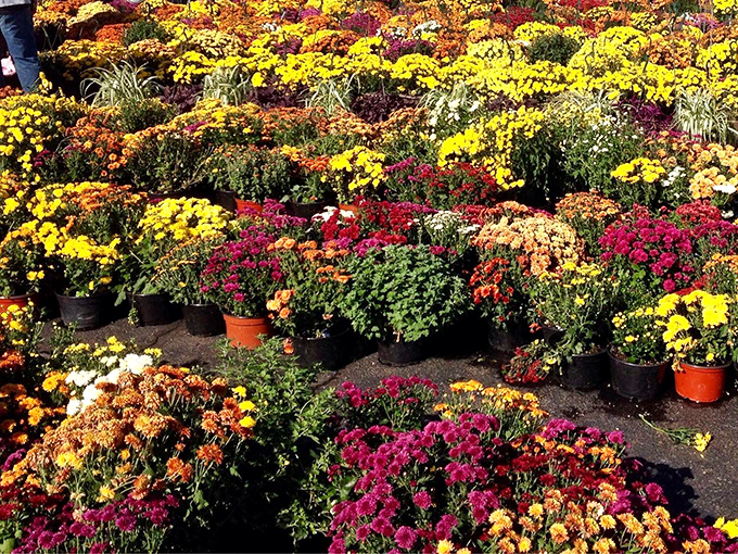 A riot of fall mums creating a floral traffic jam. Mother Nature showing off her color palette while gardeners mentally redesign their yards.